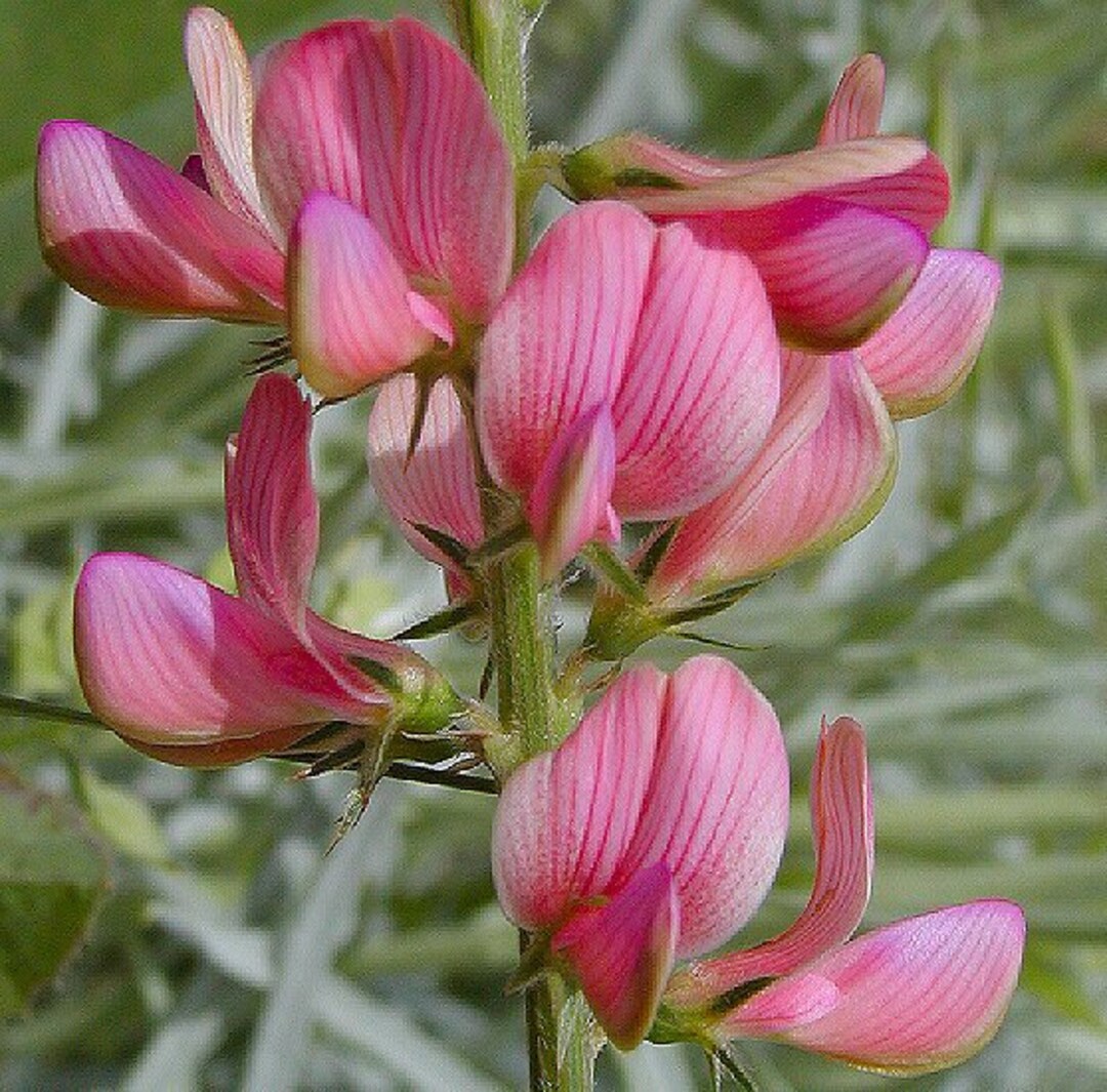 Utah Sweetvetch Seeds, US and Canadian Native, Hedysarum Boreale HE4025 ...