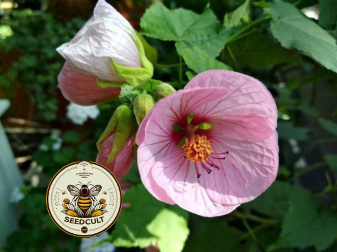 Abutilon House Plant Seeds, Flowering Maple, Bella Select Mix AB4010 - Etsy