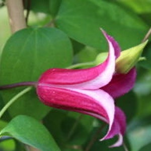 NEW! Scarlet Clematis Seeds, Leather Flower, SW Native, Clematis ...