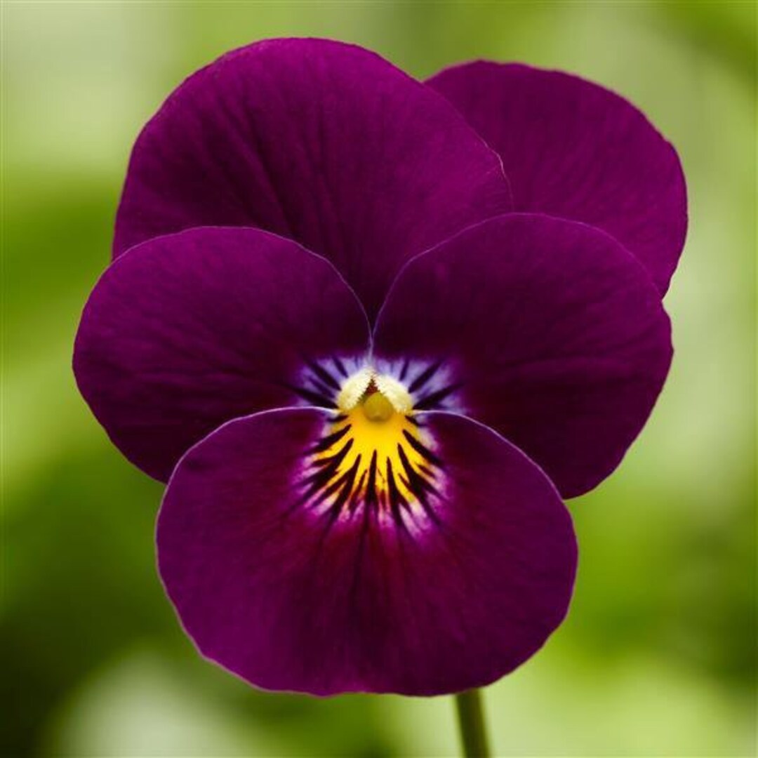 NEW Deltini Violet Viola Seeds, Viola Cornuta VL3225 - Etsy