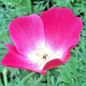 Bulk Carmine King California Poppy Seeds, Eschscholzia Californica ...