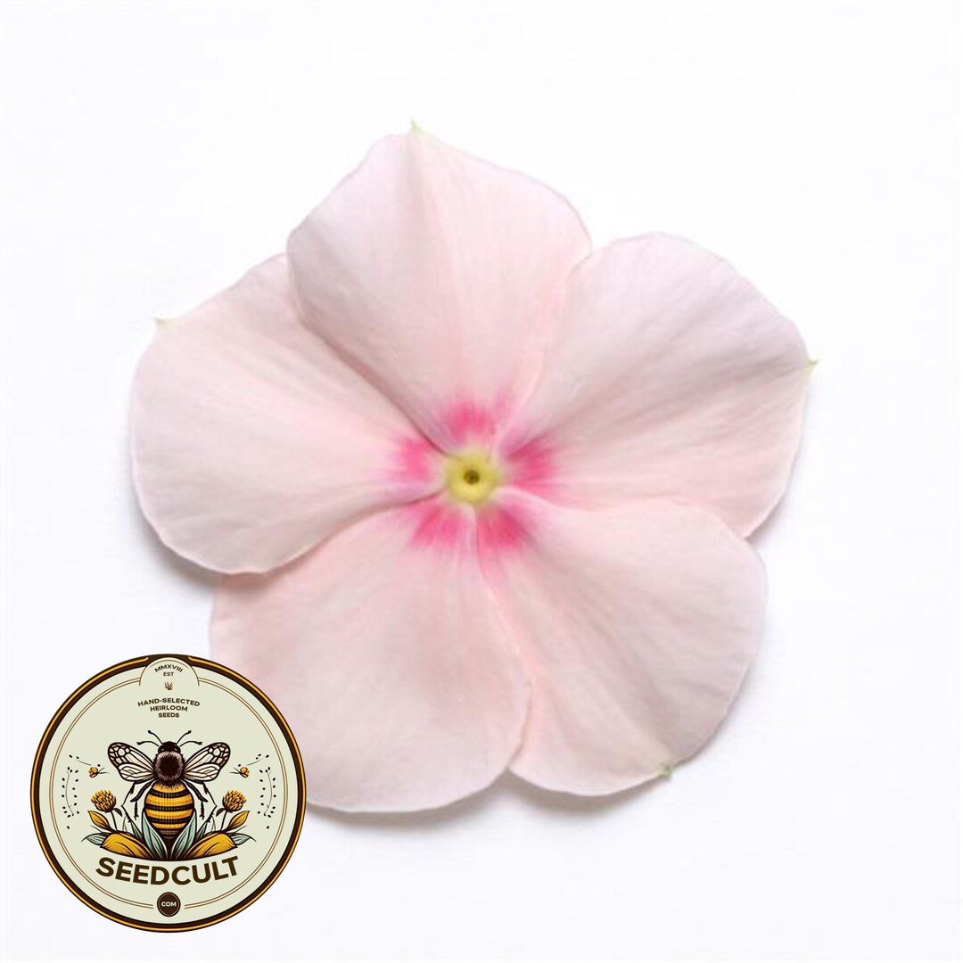 Peach Vinca Seeds, Periwinkle, Mediterranean Series, Catharanthus ...