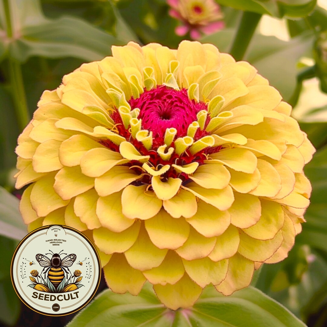 Queeny Lemon Peach Zinnia Seeds, Zinnia Elegans, Queen Series ZE0710 - Etsy