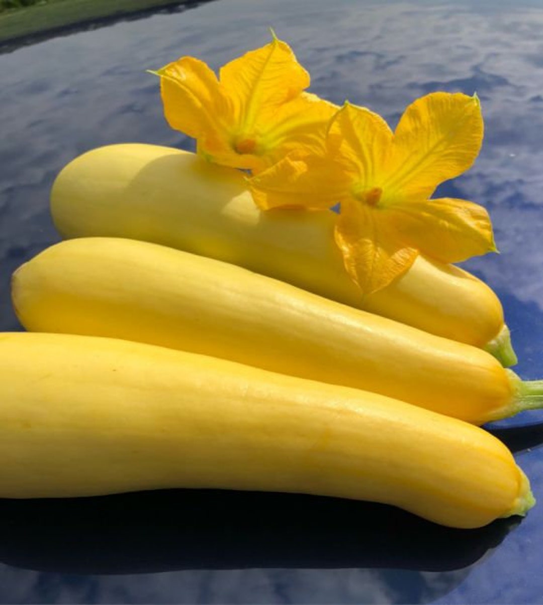 Straightneck Yellow Squash Seeds, Summer Squash Bulk, Curcubita Pepo ...