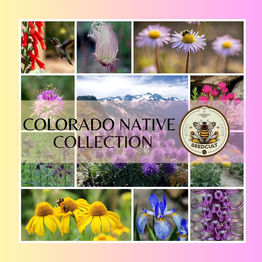 Colorado Native Seed Collection, Gift Box, 19 Individual Packs, FREE ...