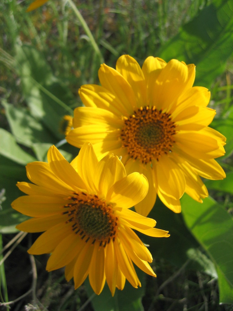 50 Arrowleaf Balsamroot Seeds, Native Wildflowers, Balsamorhiza ...