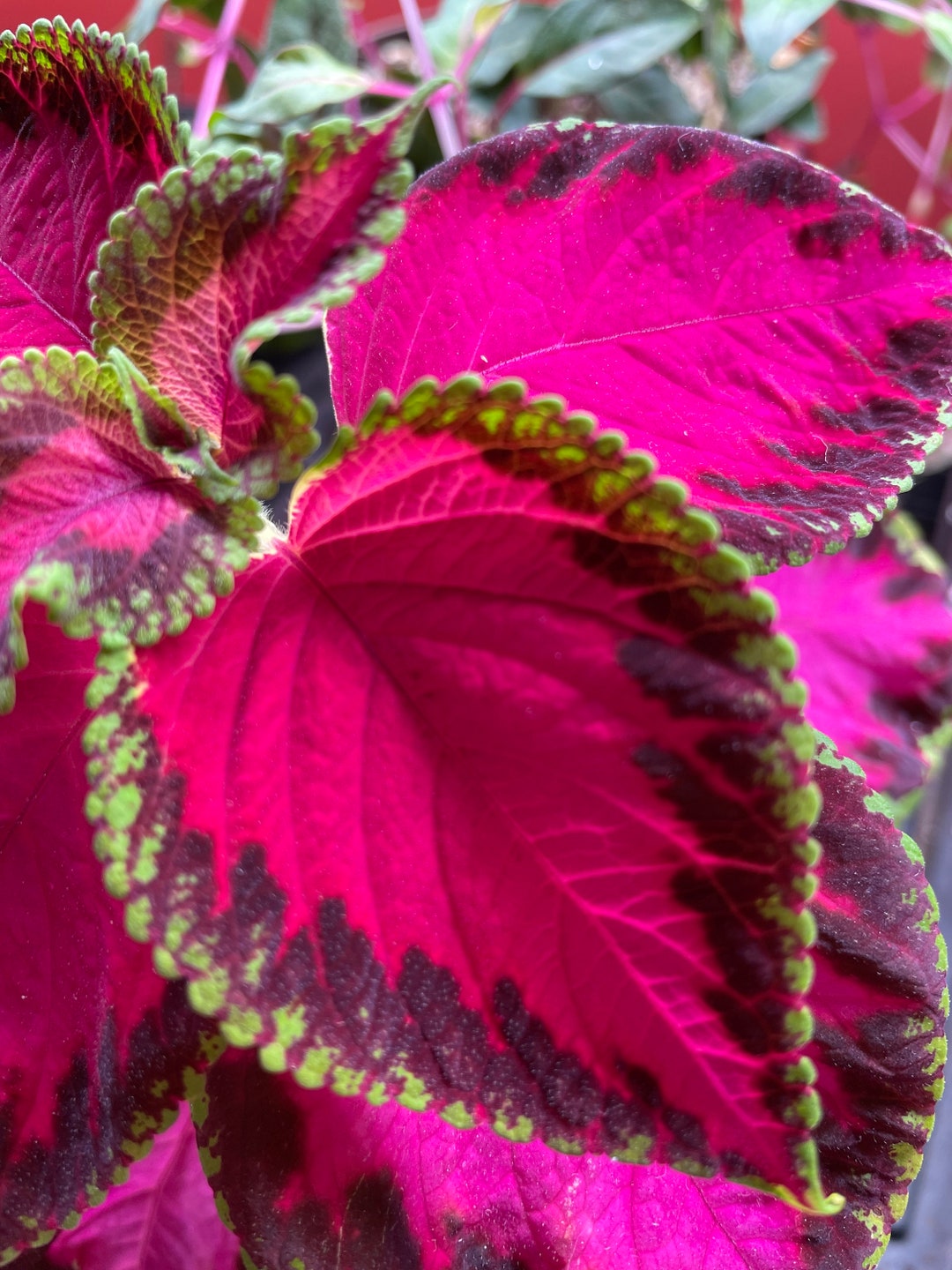 Kong Rose Coleus Seeds, Indoor Shade Plant CC0510P - Etsy