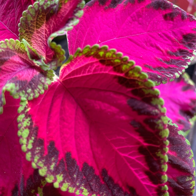 Coleus Seeds - Etsy