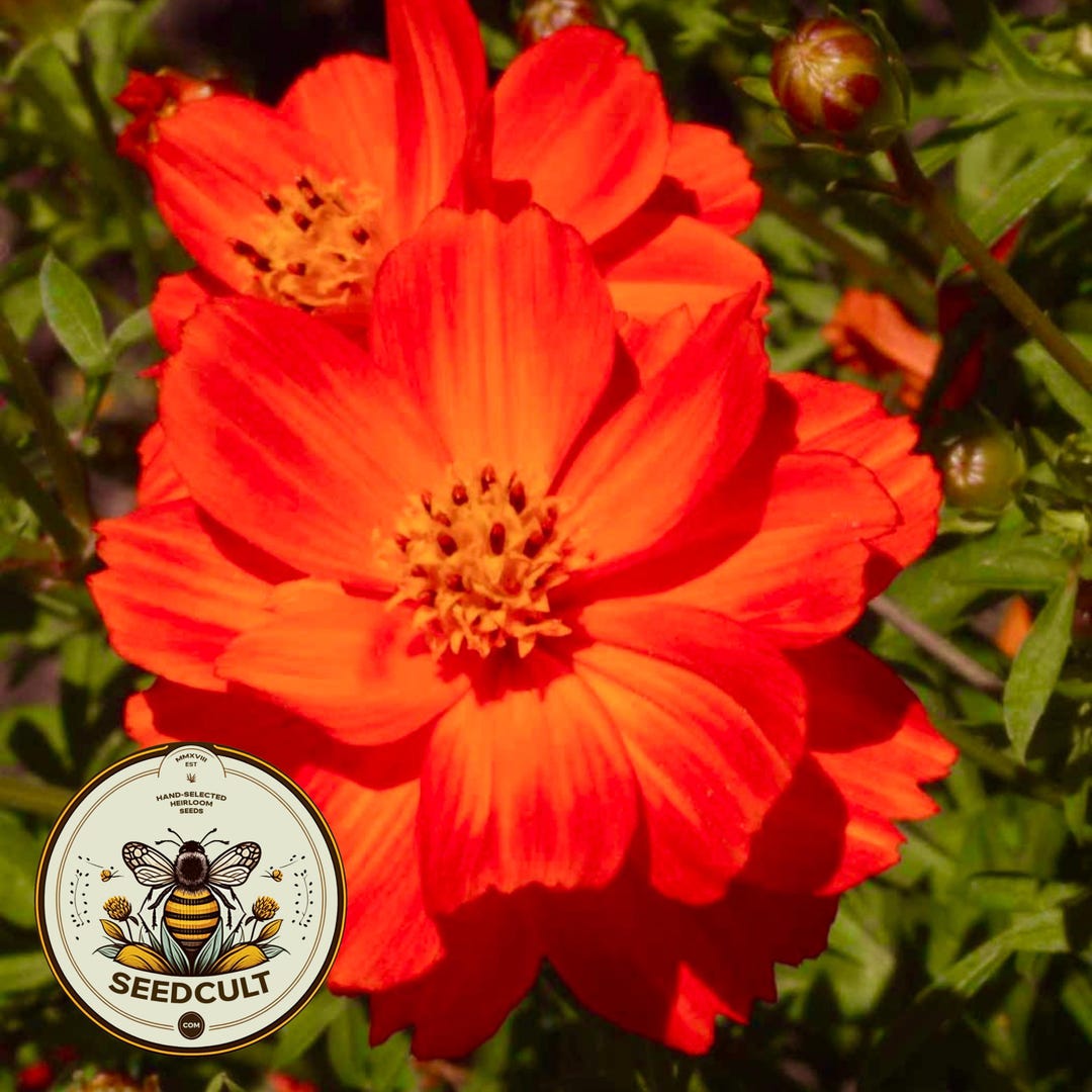 Crest Red Sulphur Cosmos Seeds, Red-orange, Cosmos Sulphureus CO191C - Etsy