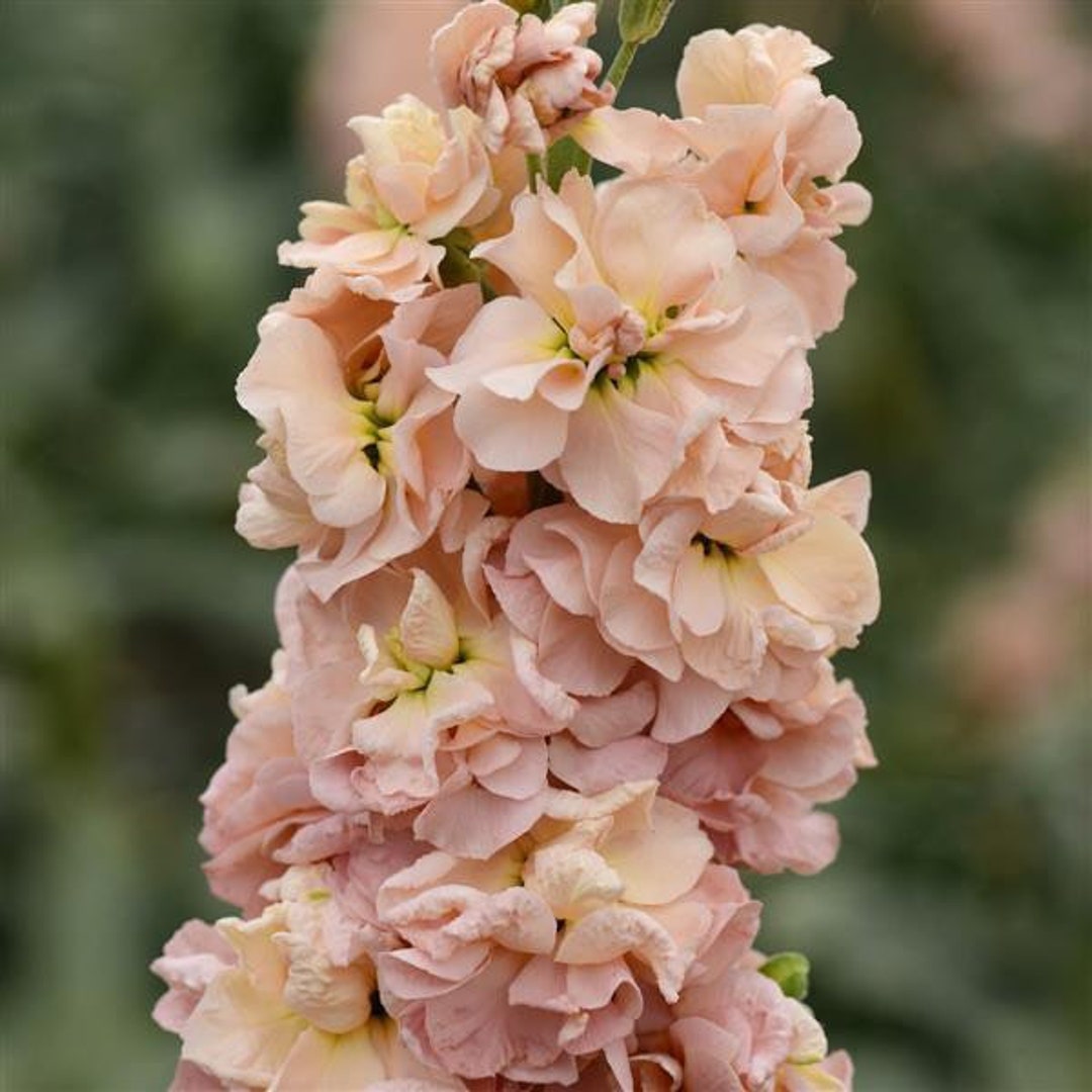 50 Apricot Column Stock Seeds, Highly Fragrant Column Stock, Matthiola ...
