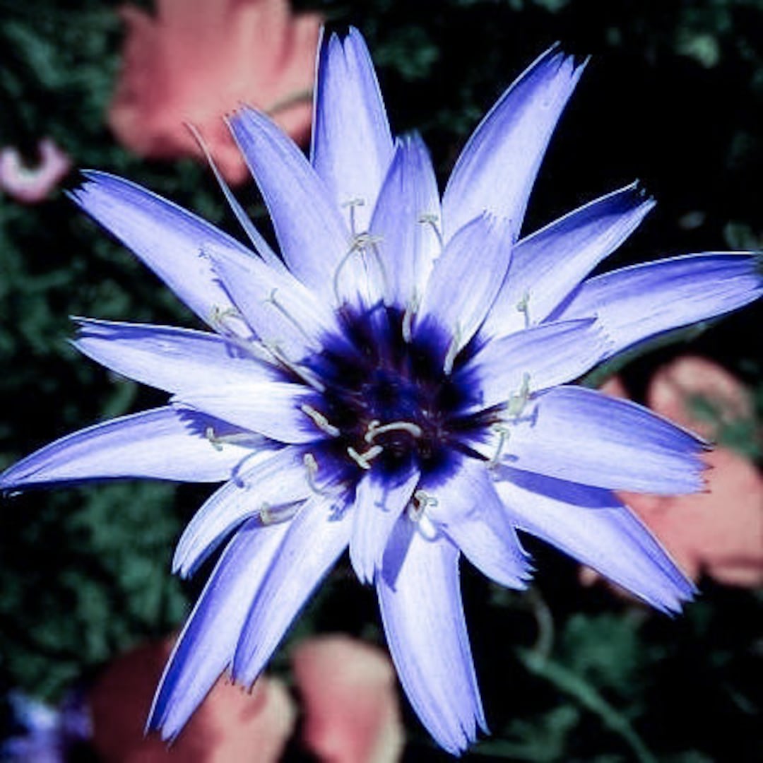 Blue Cupid's Dart Love Potion Plant Seeds, Catananche Caerulea Blue ...