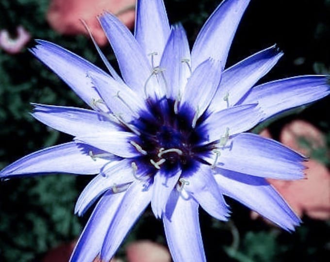30 + Seeds Lovely Cupid’s Dart Seeds White. Catananche Caerulea - Etsy