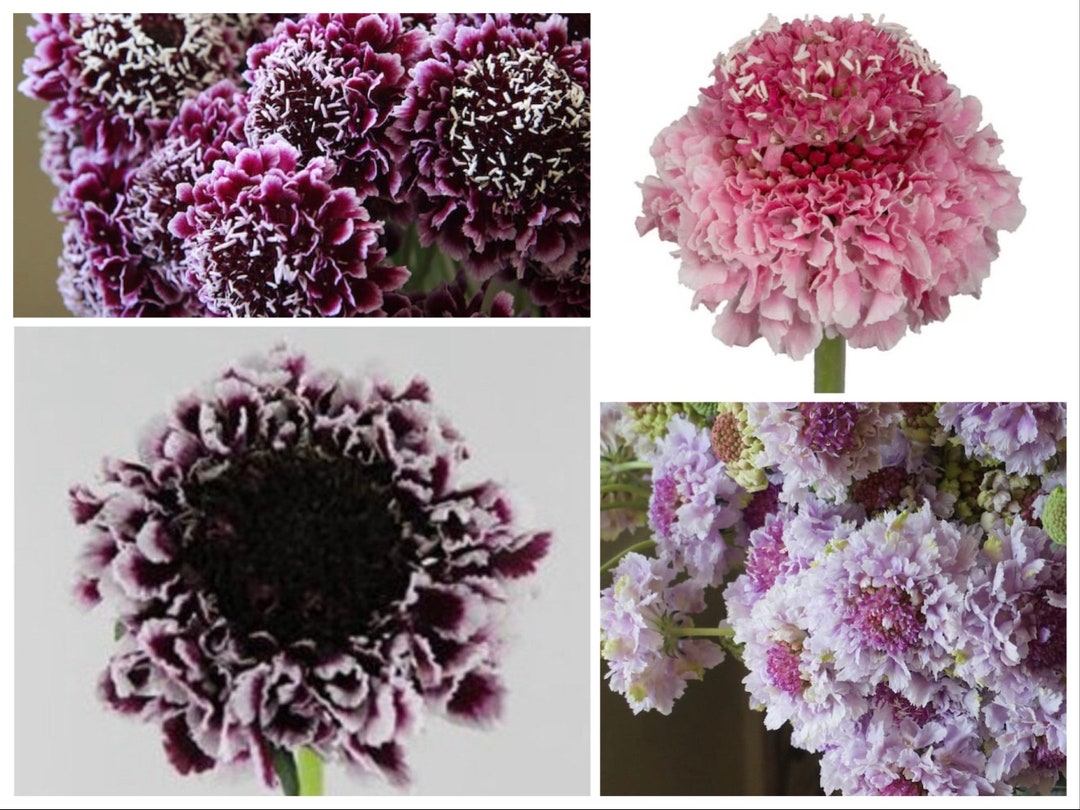 Picotee Scabiosa Seeds, Scabiosa Atropurpurea, Ombre, Color Gradient ...