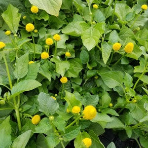 Medicinal Toothache Plant Seeds, Lemon Drop, Natural Sore Throat ...