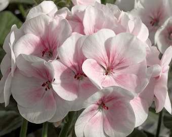 Geranium Drought Tolerant Pelargonium Zonale Geranium Rose Flower Seeds ...
