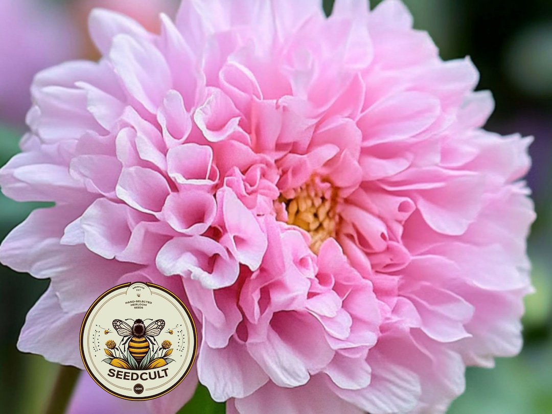 Double Click Rose Bon Bon Cosmos Seeds, Cosmos Bippinatus CO1625 - Etsy