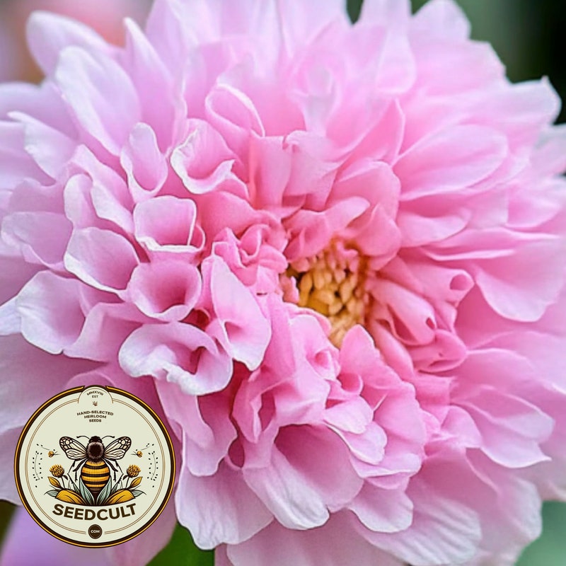 Red Pink Bon Bons - Etsy