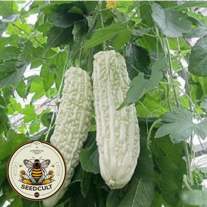 Bitter Melon Seed for Plant - Etsy