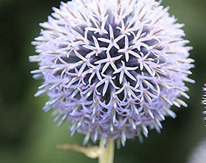 Rare Star Frost Globe Thistle Seeds, Echinops Ritro, White Silver ...
