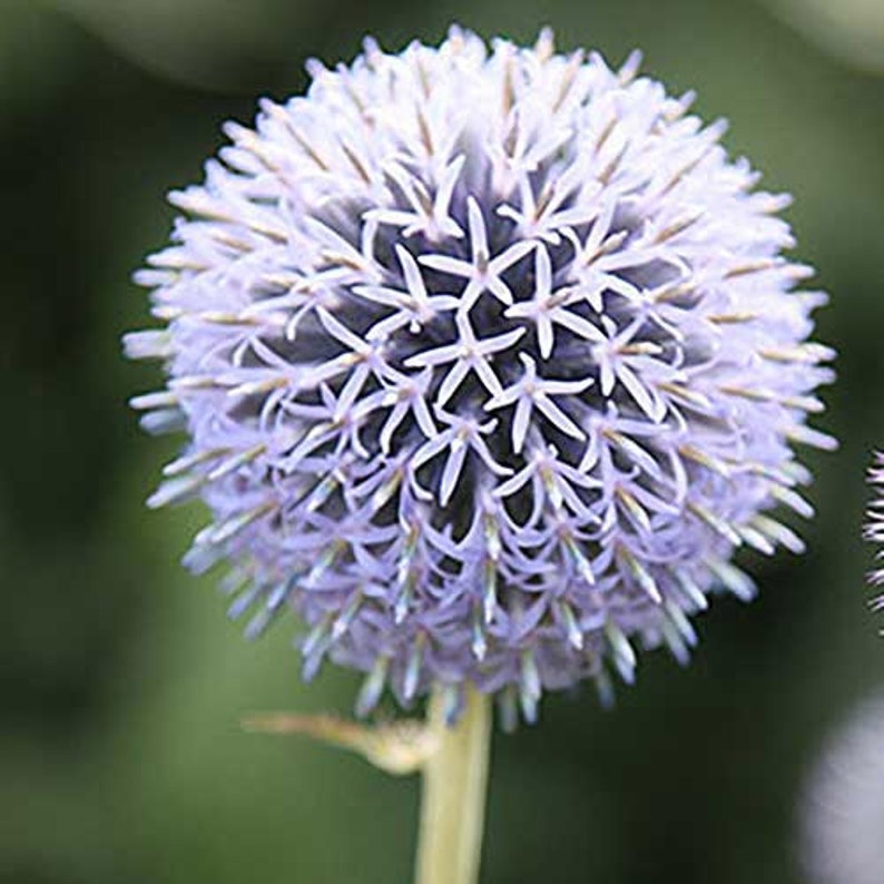 Rare Star Frost Globe Thistle Seeds, Echinops Ritro, White Silver ...