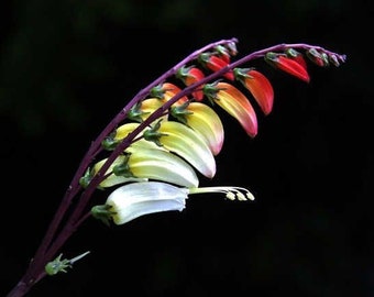 Beautiful Firecracker Vine (mina Lobata) Exotic Love Vine Seeds - Etsy
