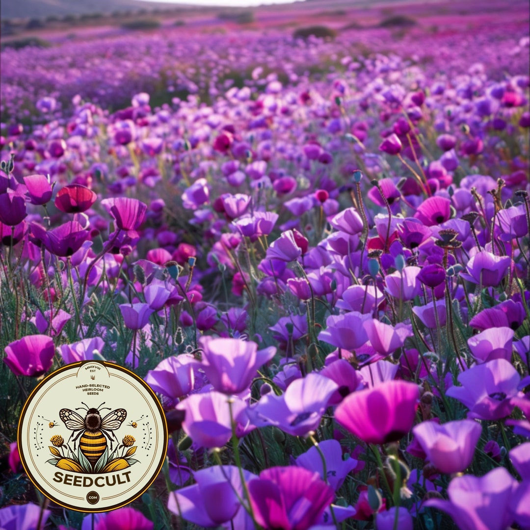Purple Gleam California Poppy Seeds, Eschscholzia Californica, Purple ...