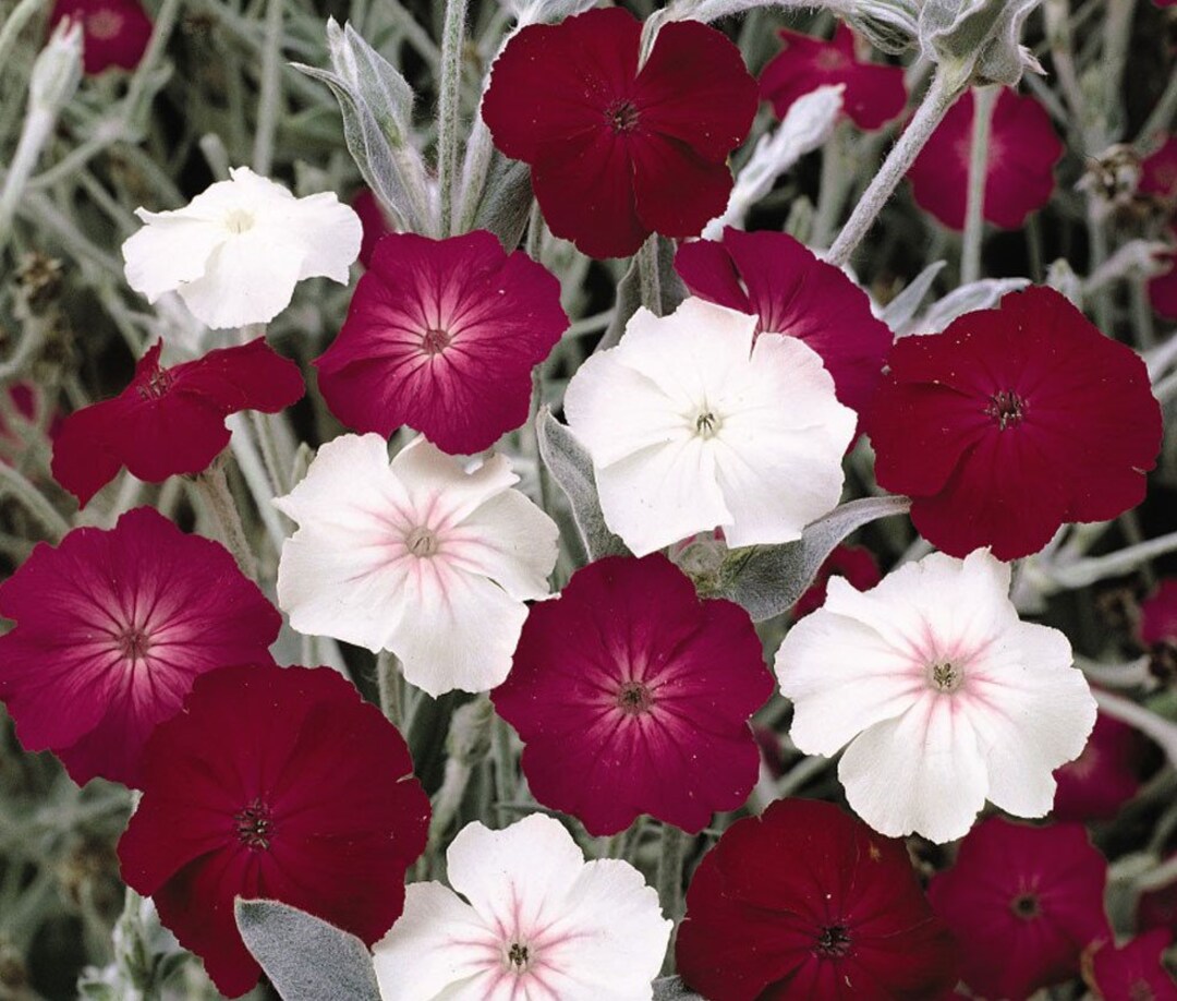 NEW Dancing Ladies Rose Campion Seeds, Lychnis Coronaria, LH0150 - Etsy
