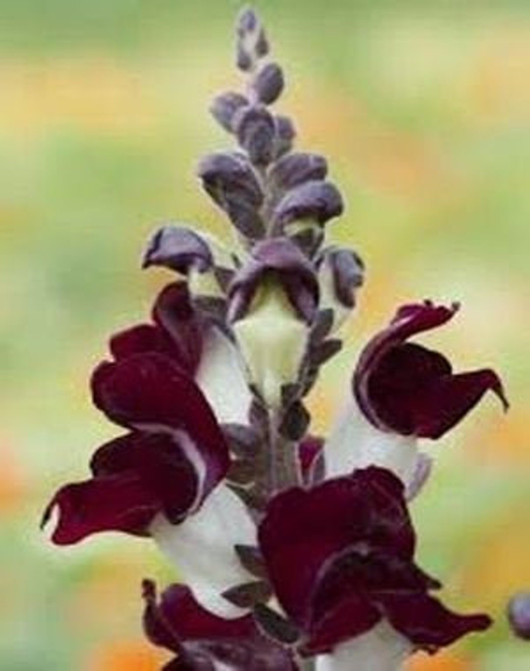 50 Night and Day Snapdragon Seeds, Organic Antirrhinum Majus Nanum ...