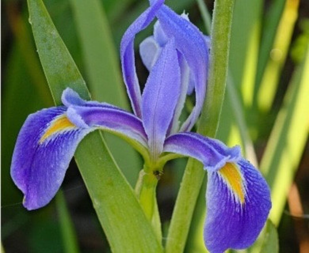 NEW 10 SE Native Prairie Iris Seeds, Iris Hexagona, US Native IR0110 - Etsy