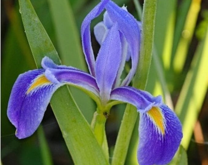 SE Native Prairie Iris Seeds, Iris Hexagona, US Native IR0110 - Etsy