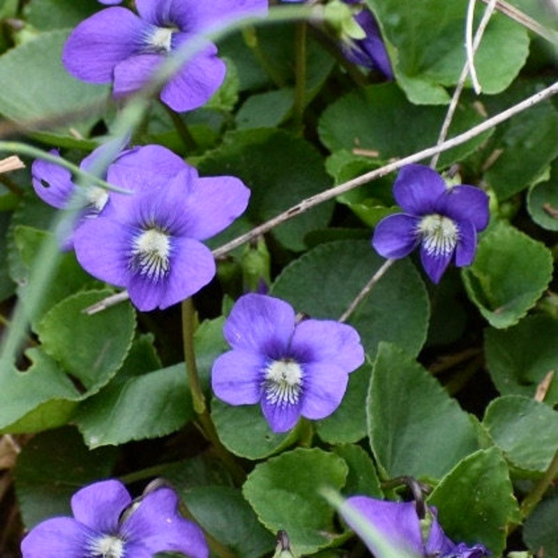 Wild Violet Seeds - Etsy