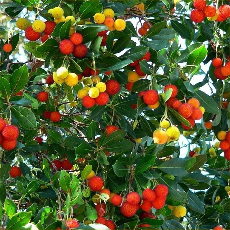 20 Dwarf Strawberry Tree Seeds Arbutus Unedo Edible Fruit - Etsy