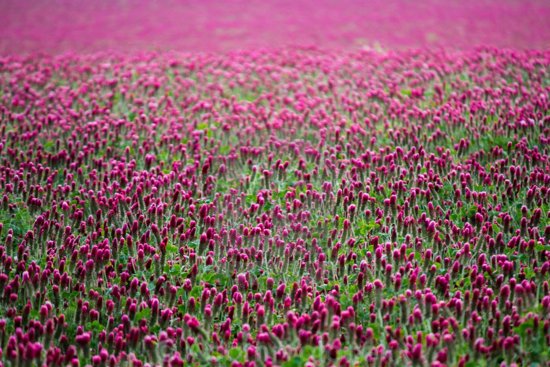 Bulk 650 Medium Red Clover Seeds, Trifolium Pratense, Bee Loving Plants ...