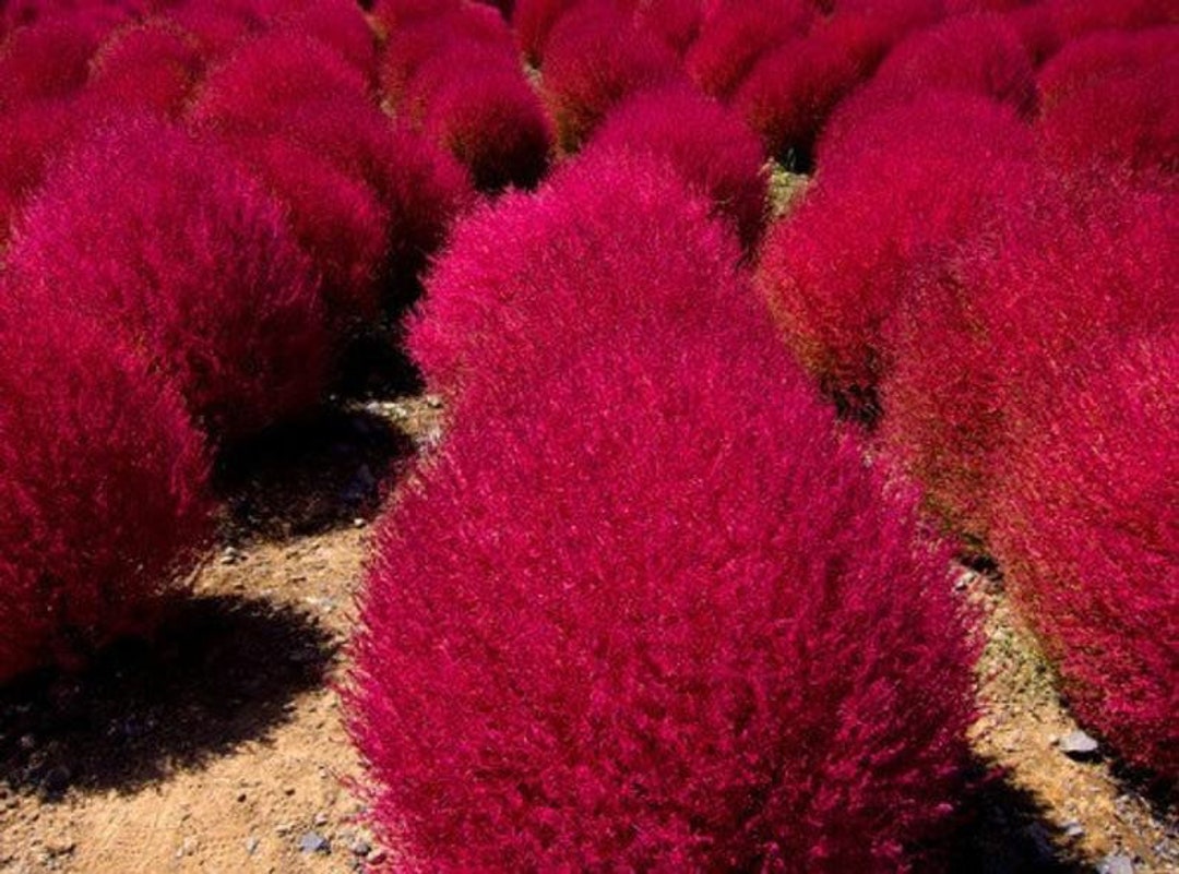 50 Burning Bush Summer Cypress Seeds, Fall Red Foliage, Kochia Scoparia ...