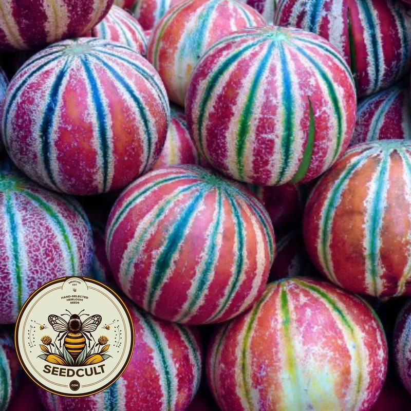 Rare Melon Seeds - Etsy
