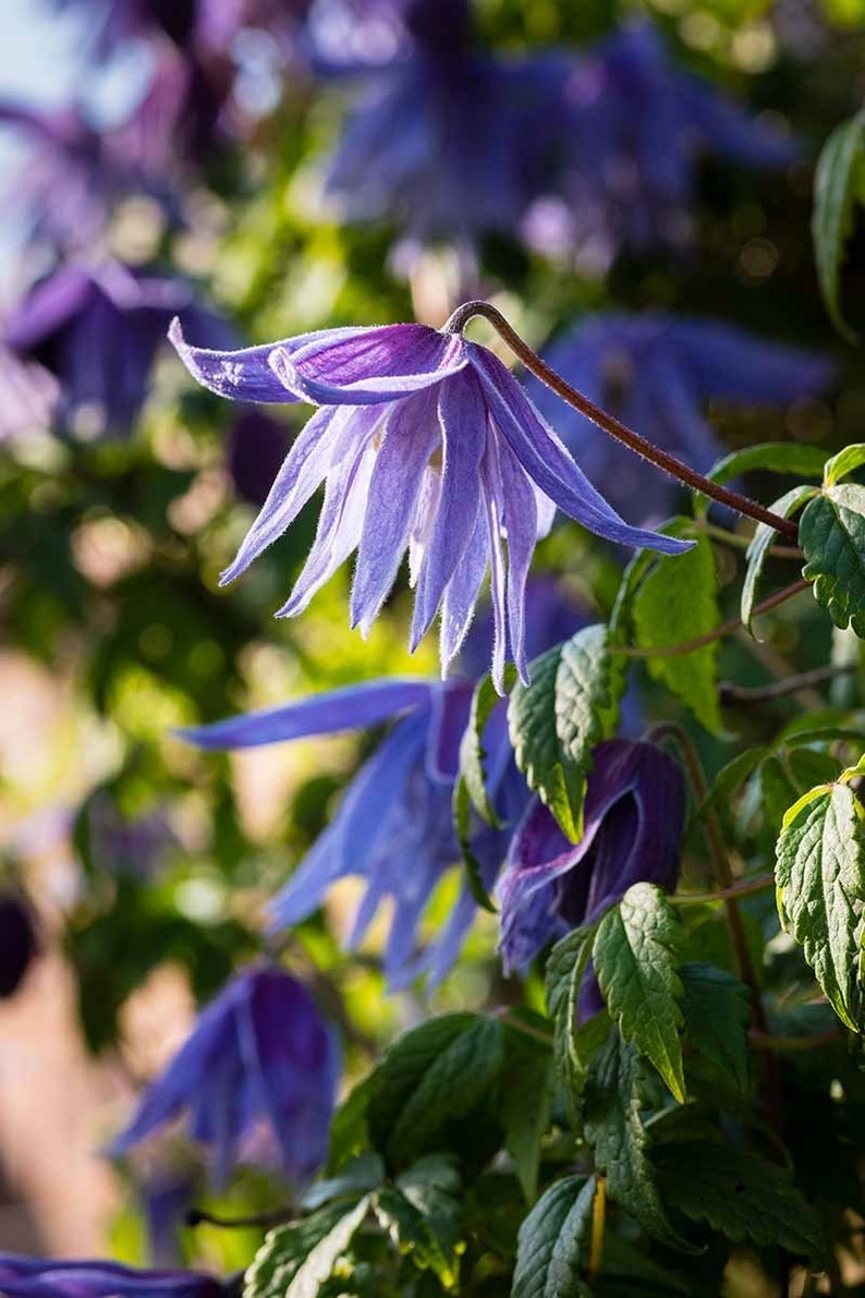 Downy Clematis Seeds, Clematis Macropetala, Vining Clematis CT2210 - Etsy