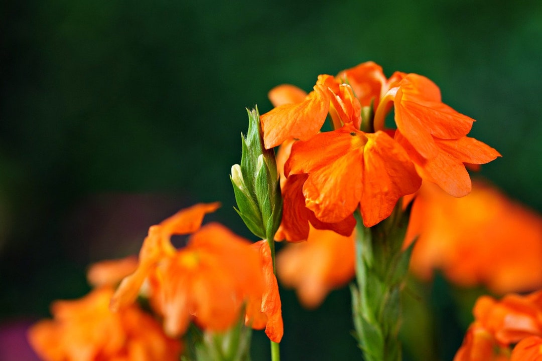 NEW Crossandra Seeds, Tropic Flame Crossandra, Firecracker Flower ...