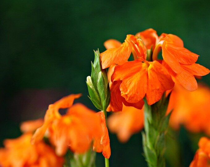 NEW! Crossandra Seeds, Tropic Flame Crossandra, Firecracker Flower ...