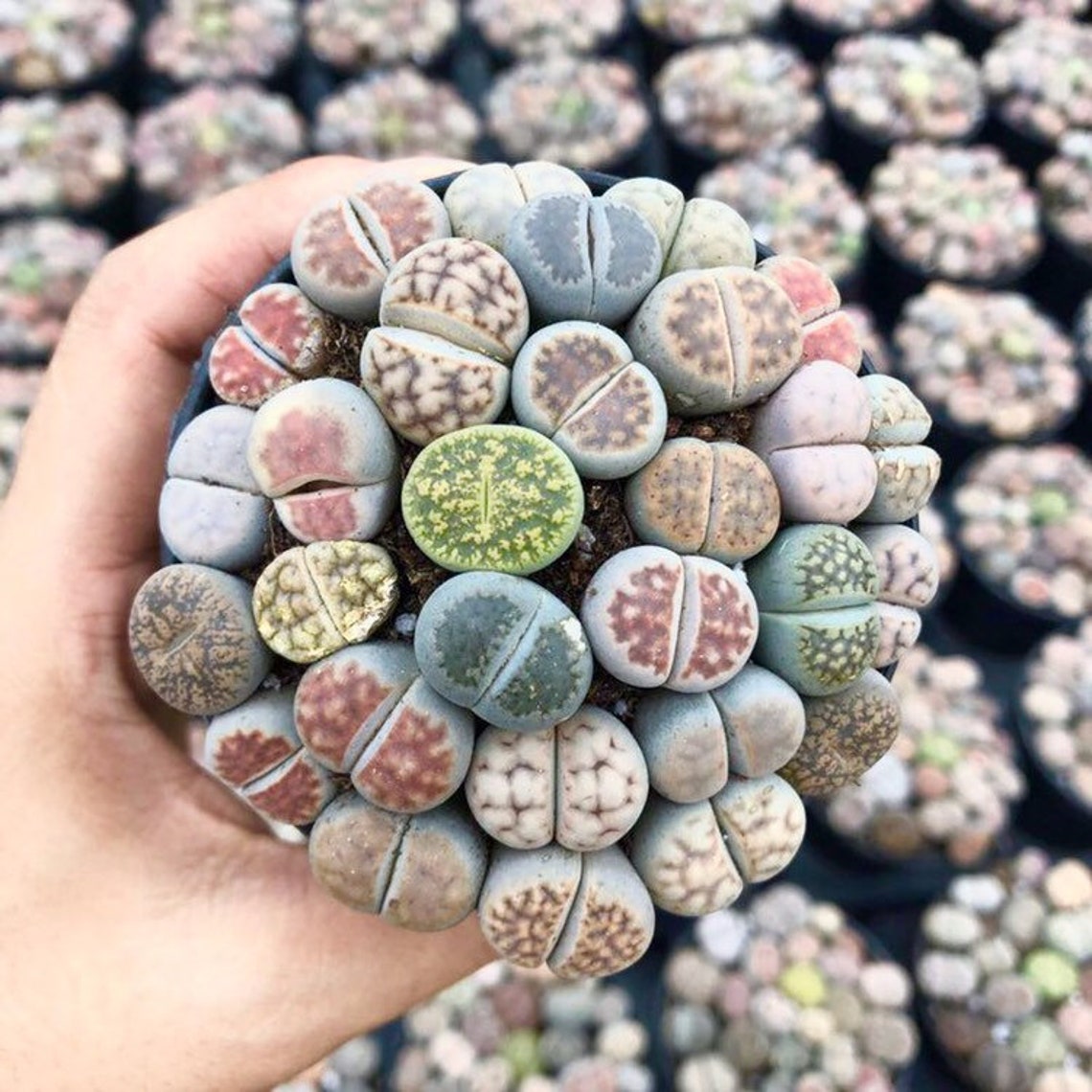 Mixed Lithops SEEDS Huge Variety of Species With Vibrant - Etsy