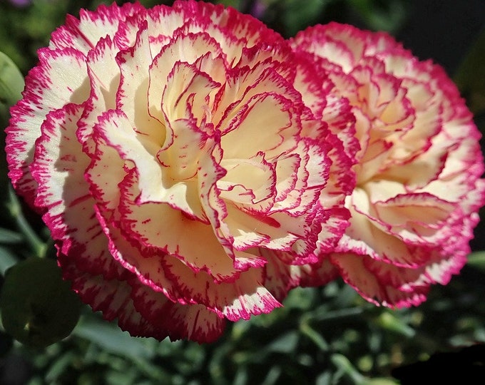 100 Mixed Color Picotee Carnation Seeds, Dianthus Caryophyllus - Etsy