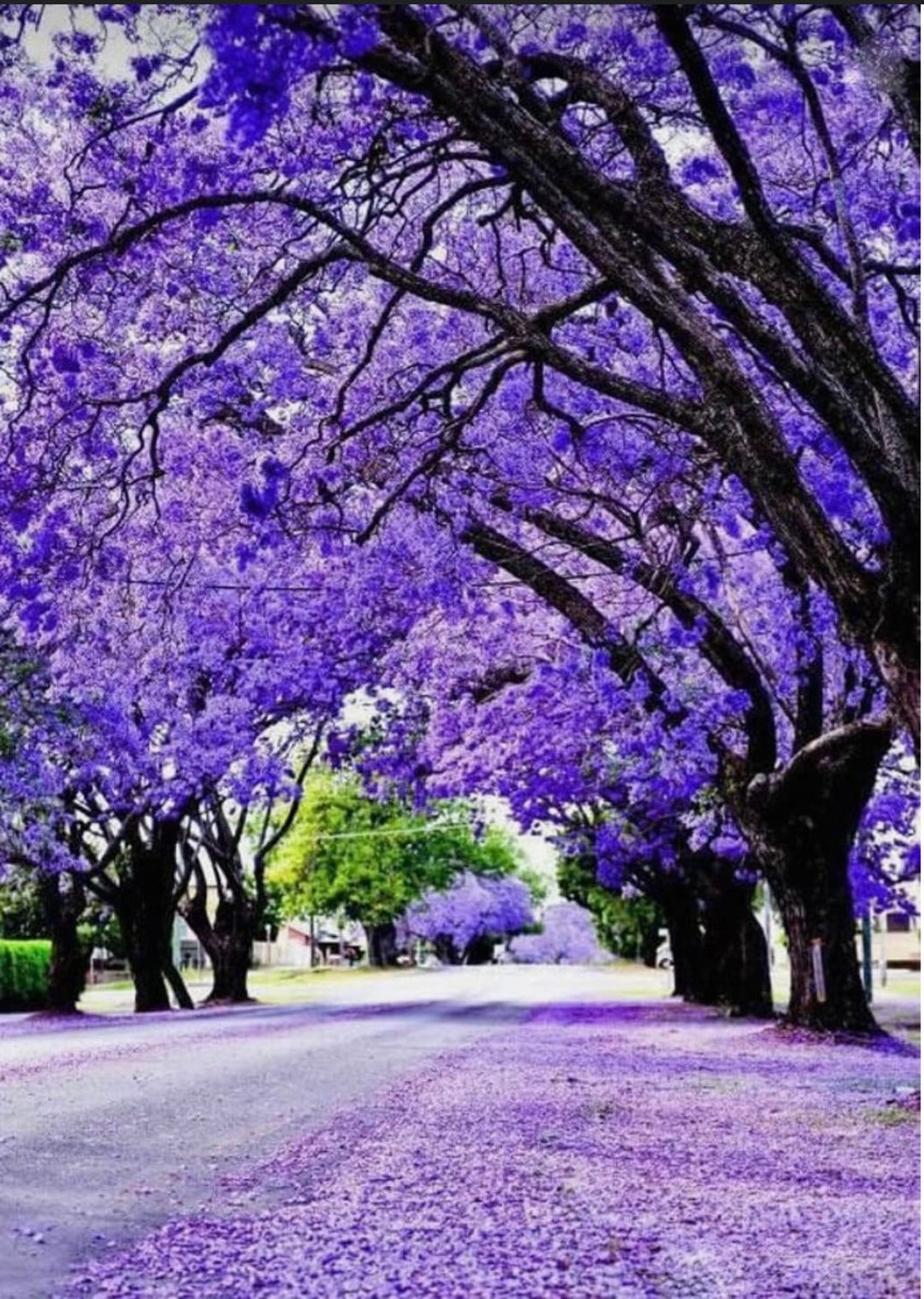Blue Jacaranda Tree Seeds, Jacaranda Mimisifolia JA0125 - Etsy