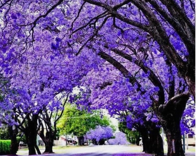 Blue Jacaranda Tree Seeds, Jacaranda Mimisifolia JA0125 - Etsy