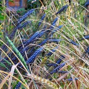 Utrecht Blue Wheat Seeds, Edible and Ornamental, Triticum Durum TR8025 ...