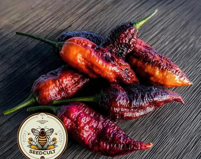 Cold Hardy Chili Pepper Seeds - Capsicum Flexuosum, Aka February Fire ...