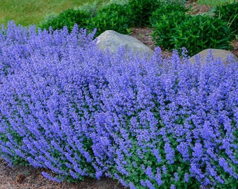 Blue Catmint Flower Seeds - Etsy