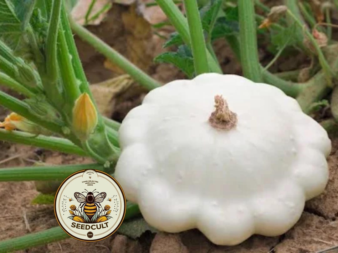 White Patty Pan Squash Seeds, Cucurbita Pepo, Scallop, Summer Squash ...