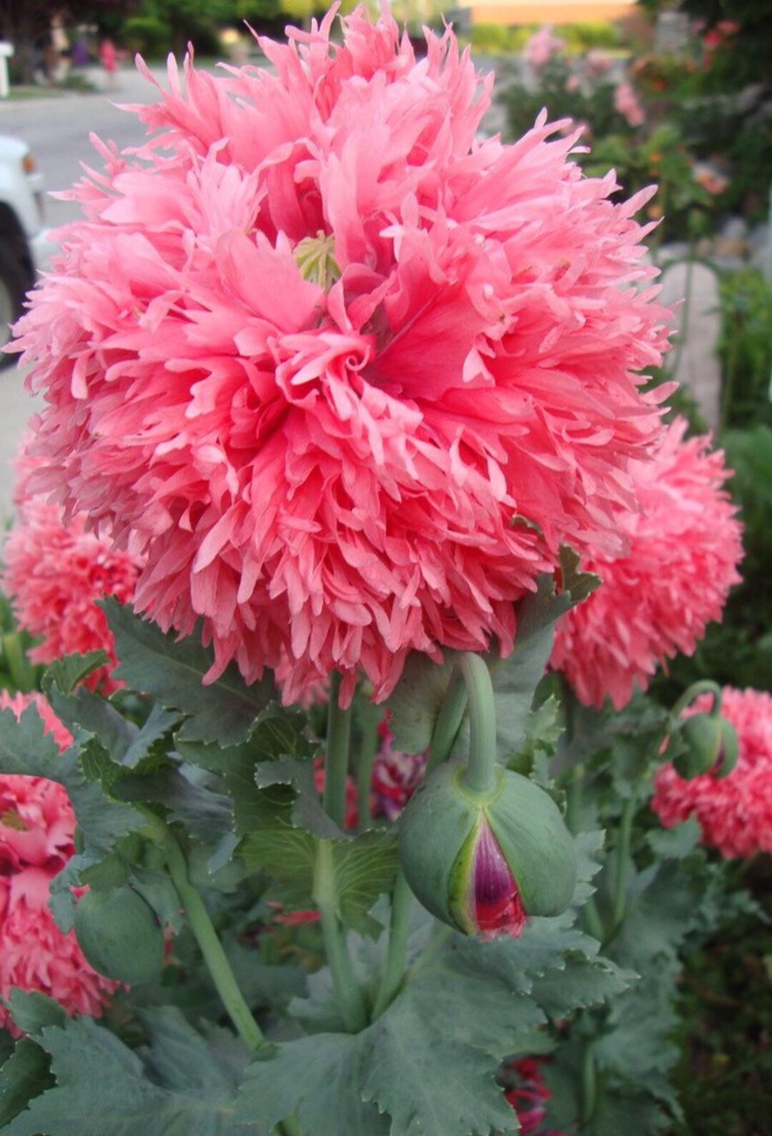 Rare Pink Venus Poppy Seeds, Large Double Fringed, Papaver Somniferum ...