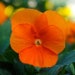 Deep Orange Sorbet Viola Seeds, Violaceae Halloween VL1025 - Etsy