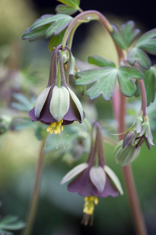 Black Chocolate Soldier Gothic Columbine Seeds, Black Flowering Shade ...