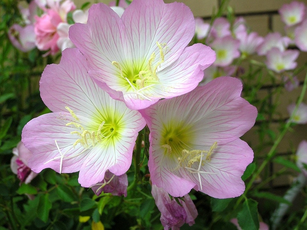 Bulk Moonlight Pink Evening Primrose Seeds, Moonlight Garden, Edible ...
